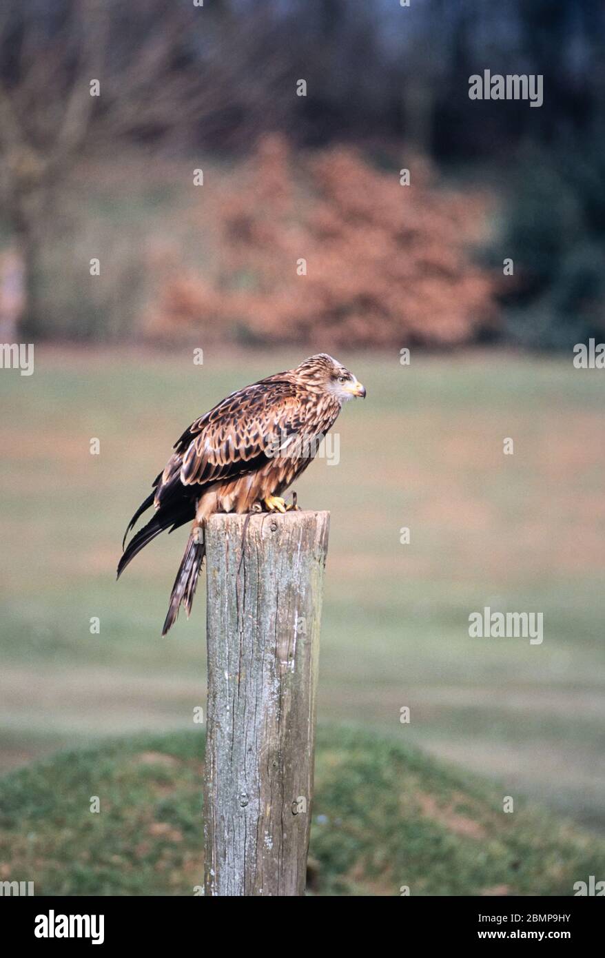 Red kite (Milvus milvus) at International Centre for Birds of Prey ...