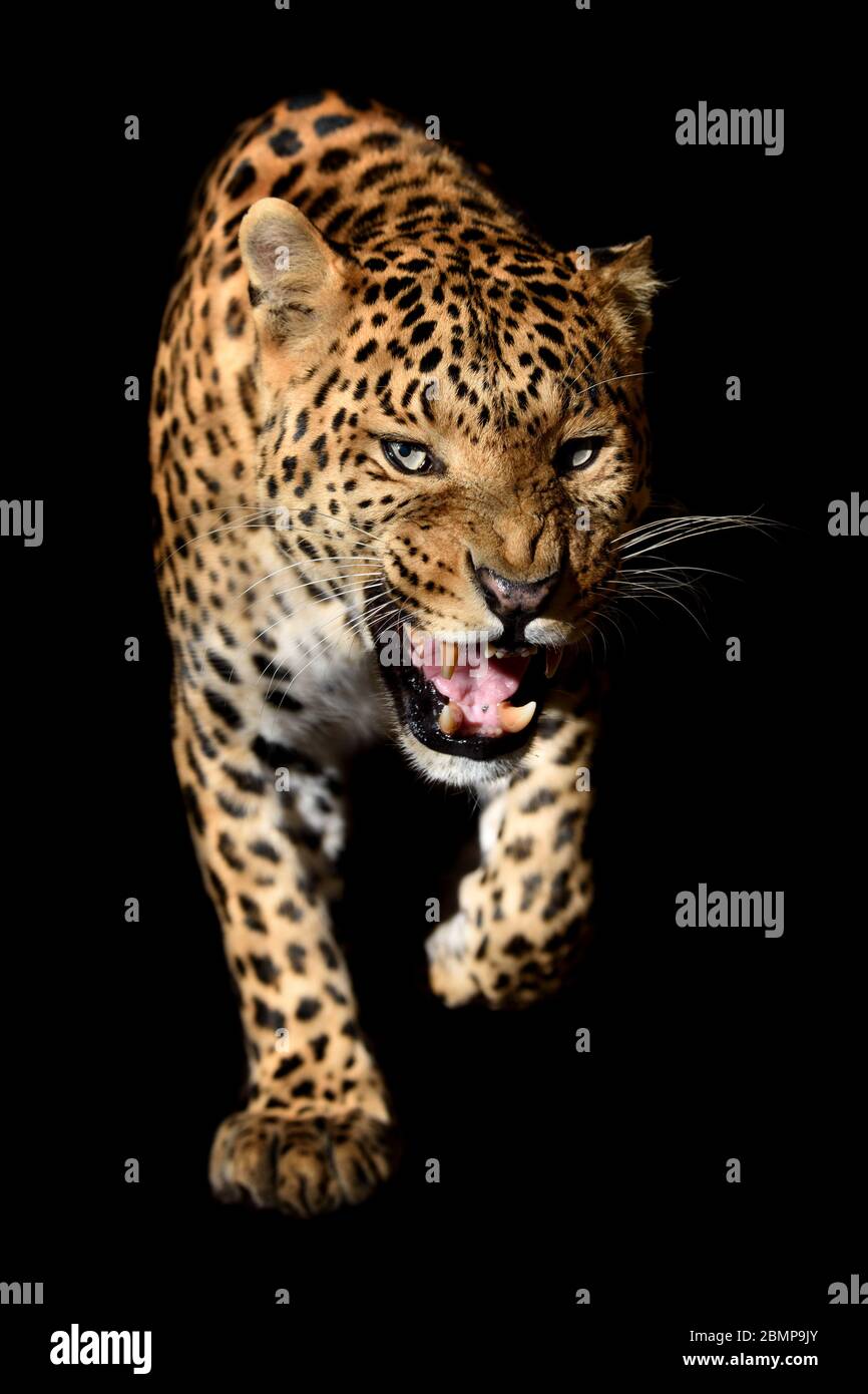Close up beautiful angry big leopard isolated on black background Stock ...