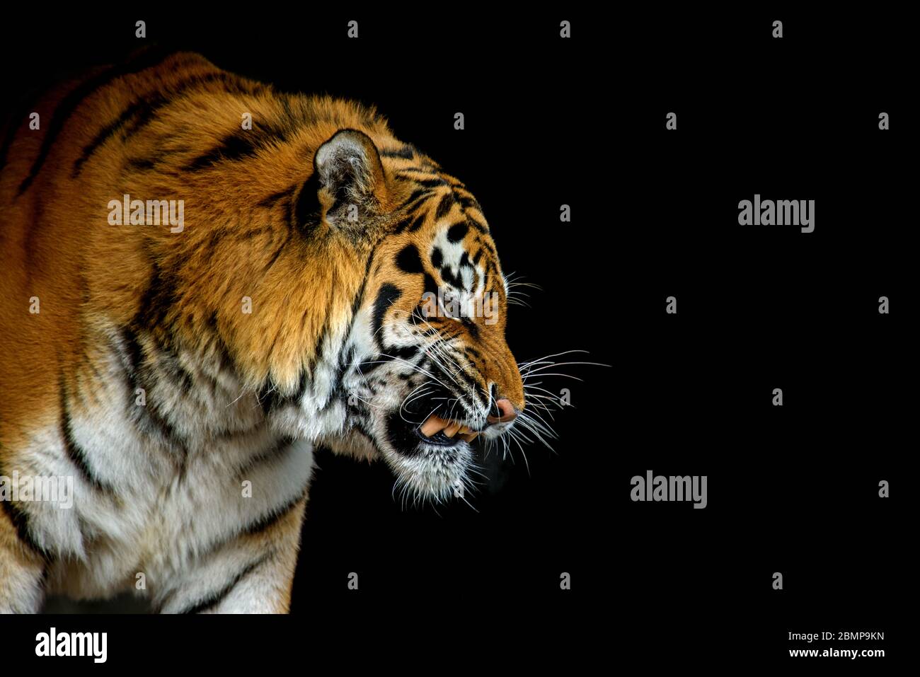 Close up beautiful angry big tiger isolated on black background Stock ...