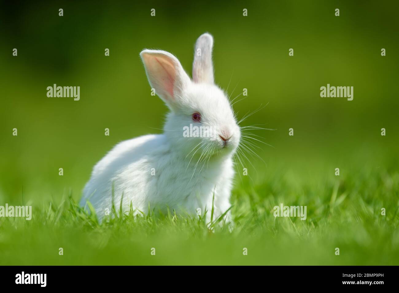 Funny little white rabbit on spring green grass. Farm concept Stock ...