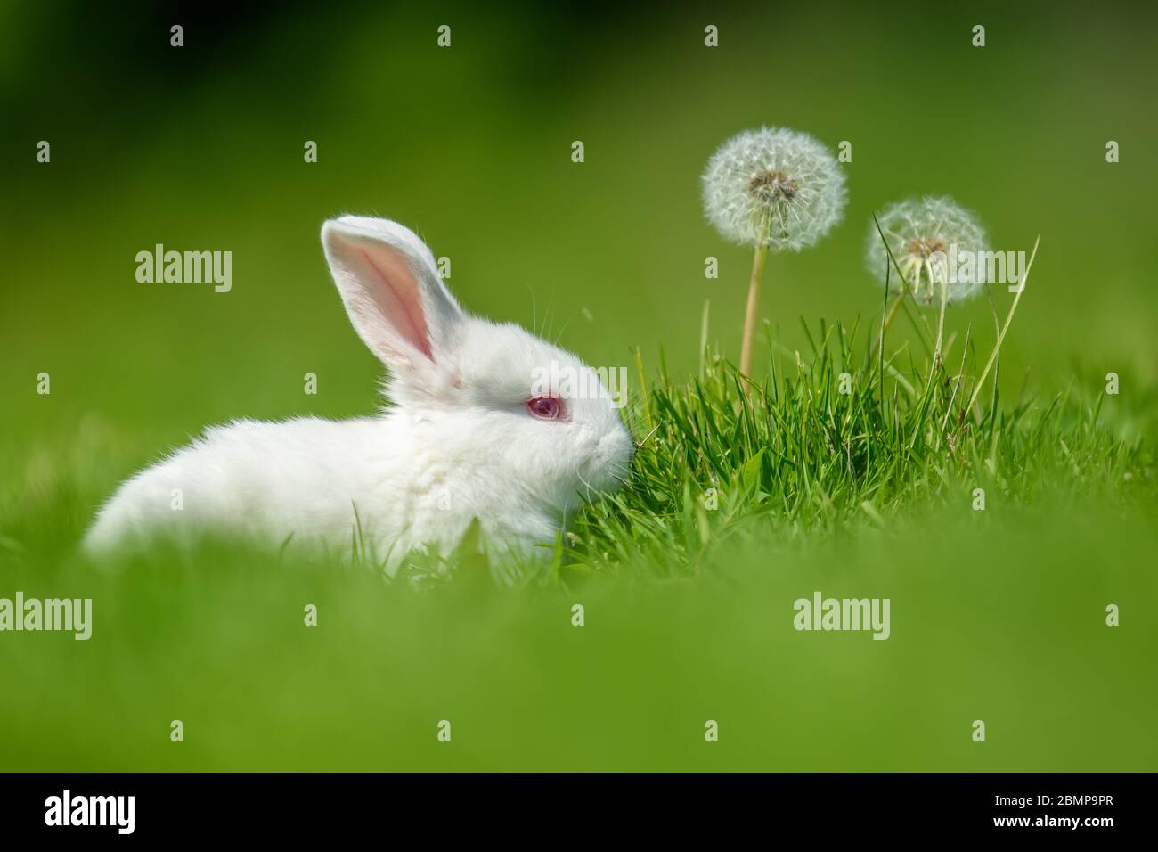 Funny little white rabbit on spring green grass. Farm concept Stock ...