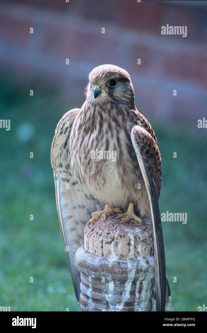 Common kestrel uk hi-res stock photography and images - Alamy