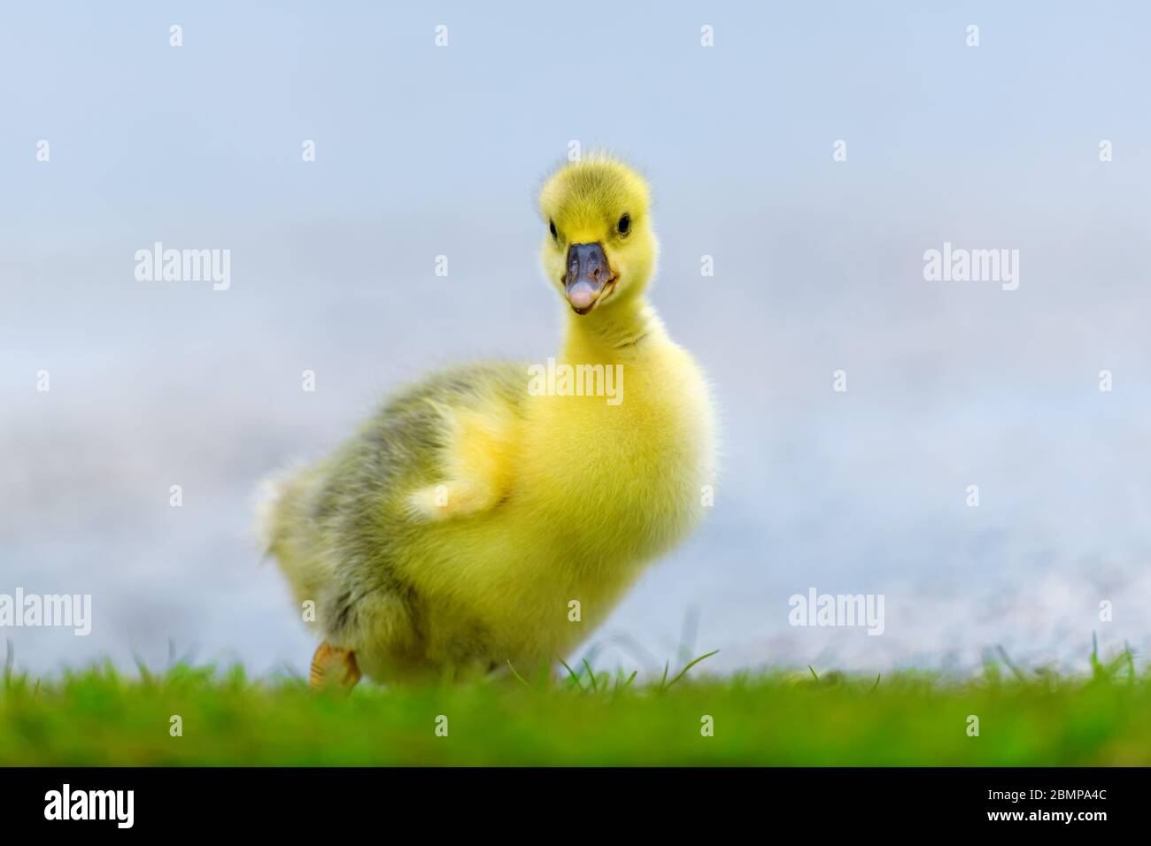 Cute little domestic gosling in green grass. Baby animal on meadow in ...