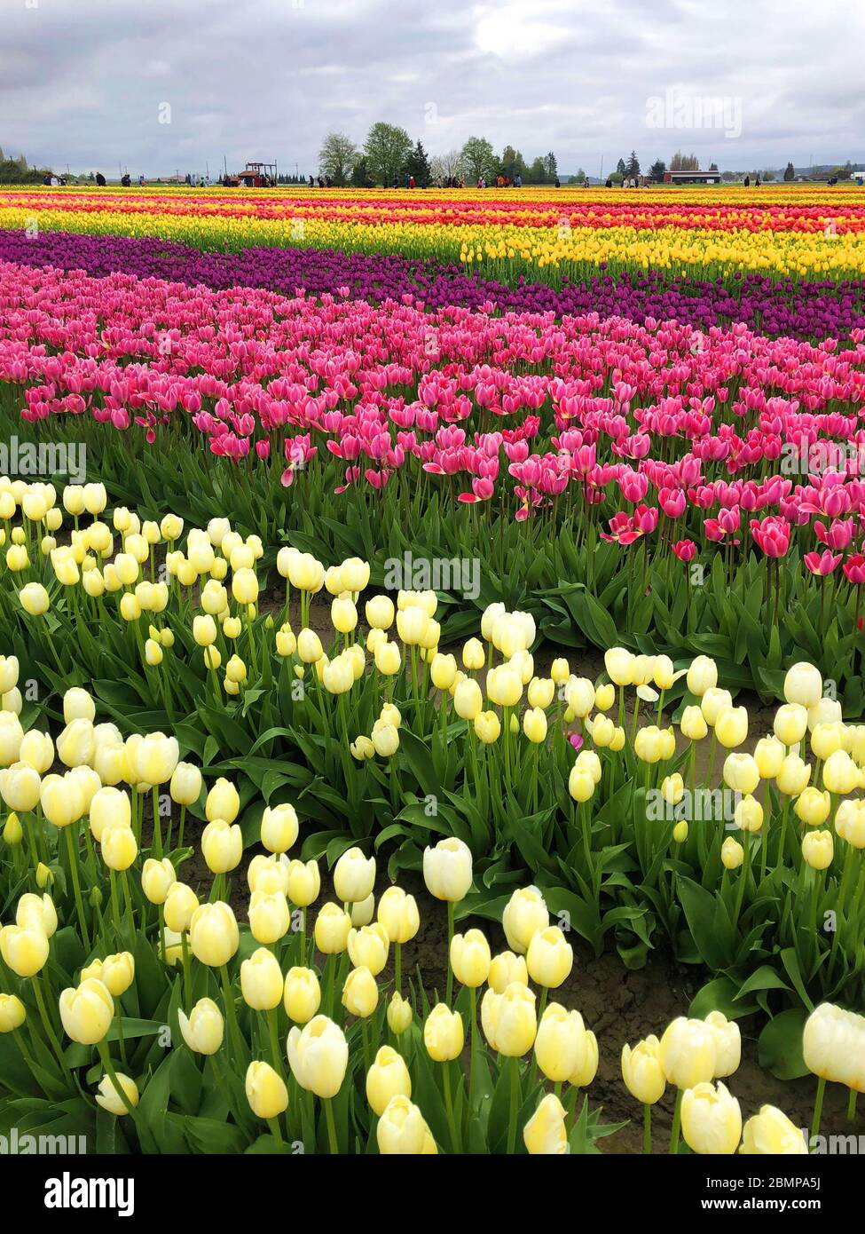 Magic tulip fields in Washington state Stock Photo - Alamy