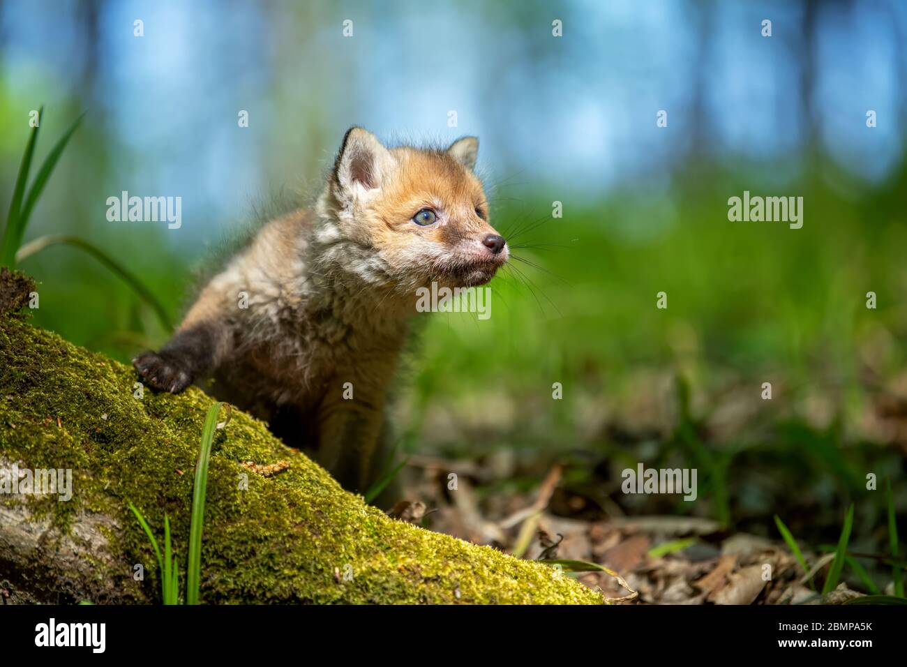 Red fox, vulpes vulpes, small young cub in forest. Cute little wild ...