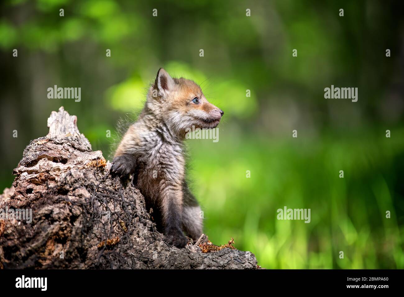 Red fox, vulpes vulpes, small young cub in forest on stump. Cute little ...