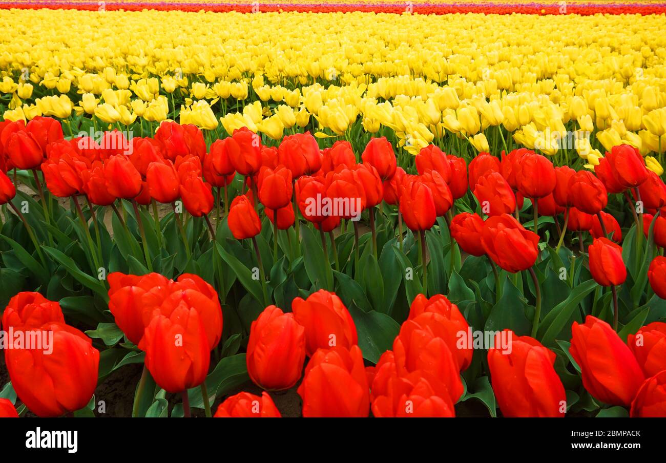 Magic tulip fields in Washington state Stock Photo - Alamy