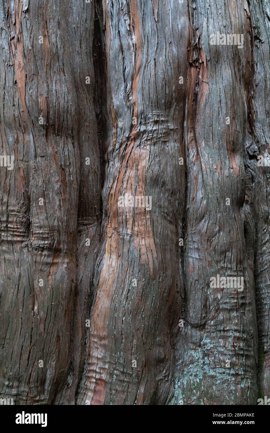 Abstract background texture of vertical tree trunk undulations grey and ...