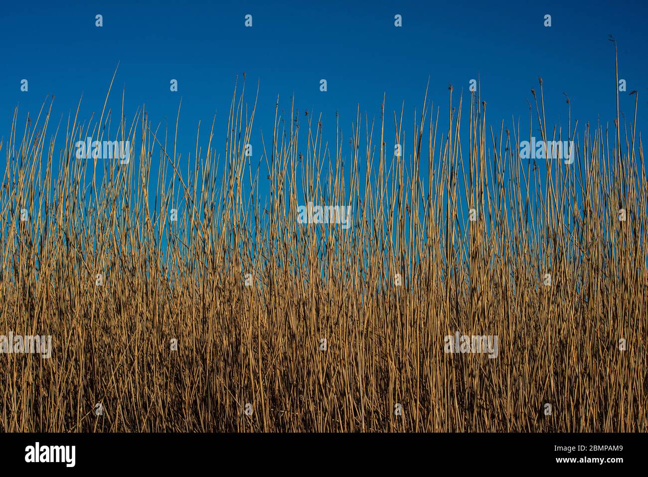 Stretching towards the sky hi-res stock photography and images - Alamy