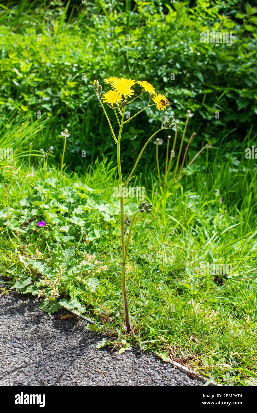 Hawksbeard uk hi-res stock photography and images - Alamy