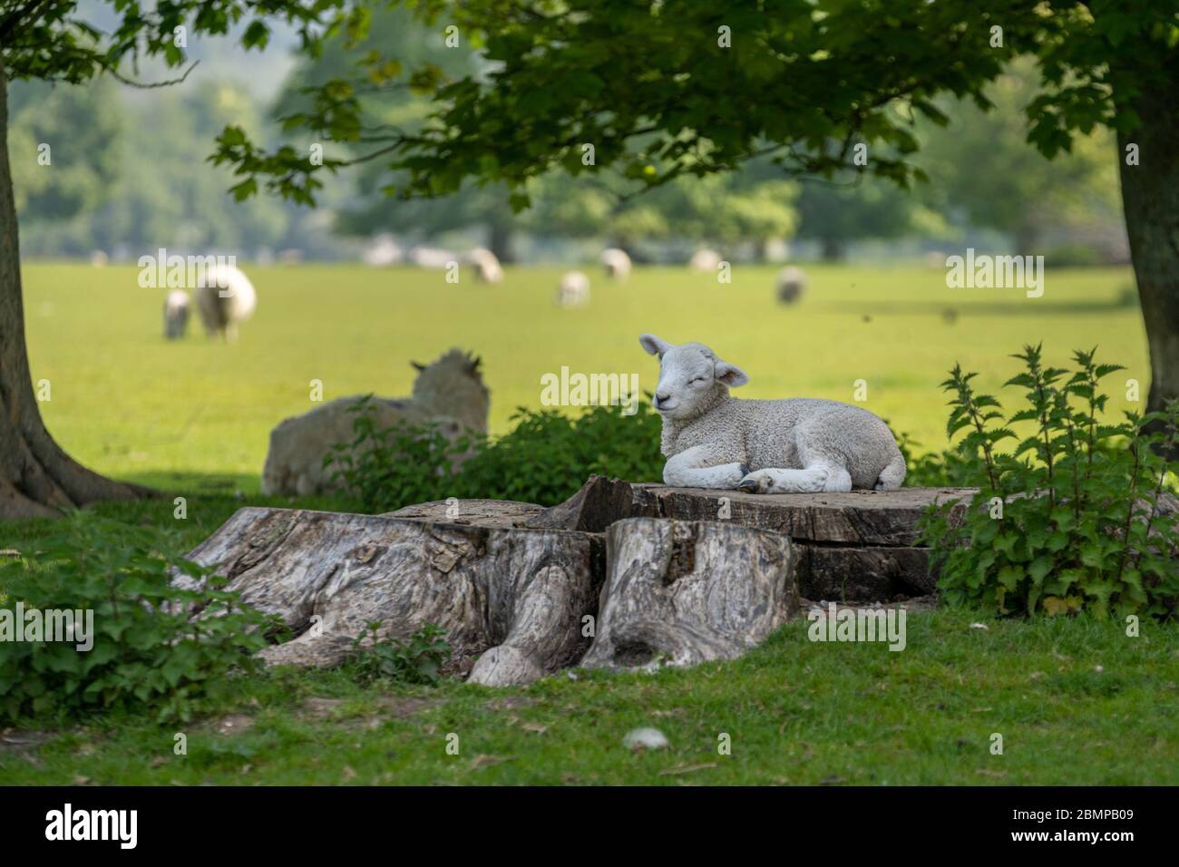 Lamb resting in the shade on a cut down tree stump in the meadows at ...