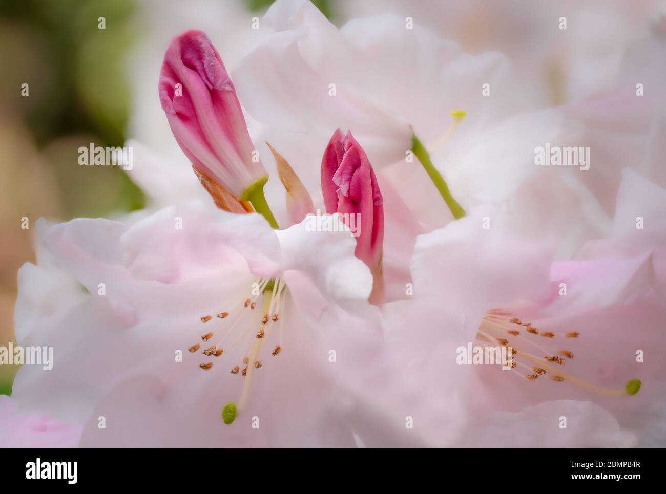 The magnificent pink and white Loderi King George Rhododendron Stock ...