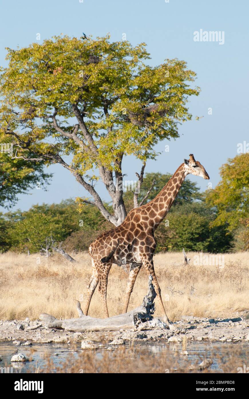 A Namibian giraffe photographed in Etosha National Park, Southern ...