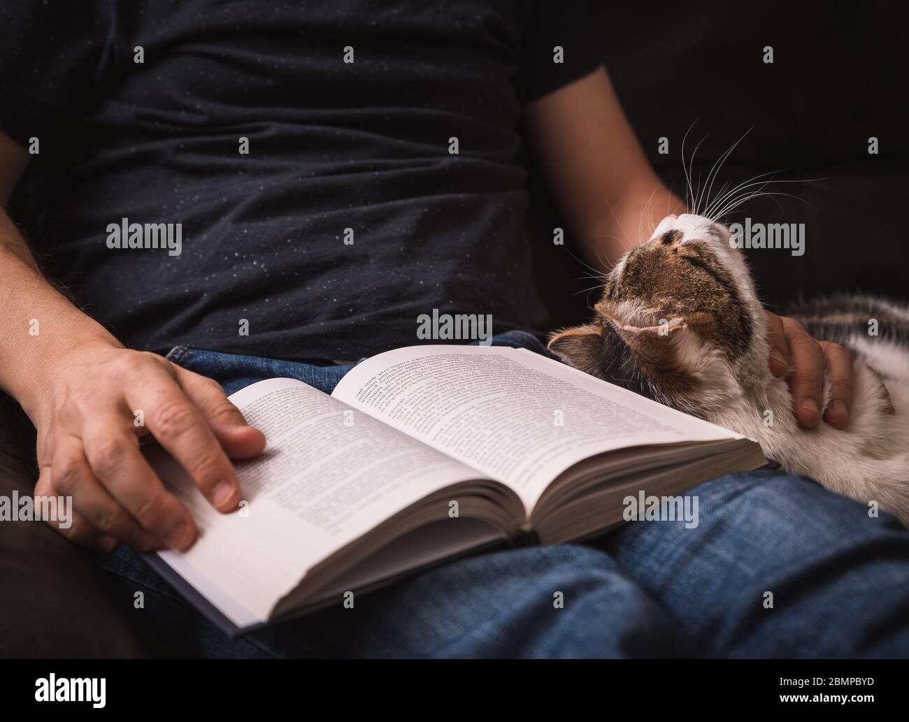 Reading book on sofa with cuddling of cat Stock Photo - Alamy