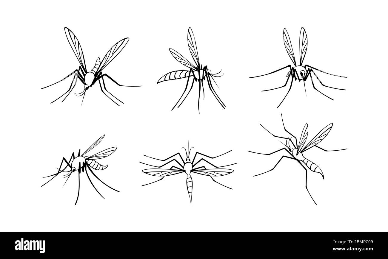 Mosquitoes set. Collection of insects isolated on white background ...