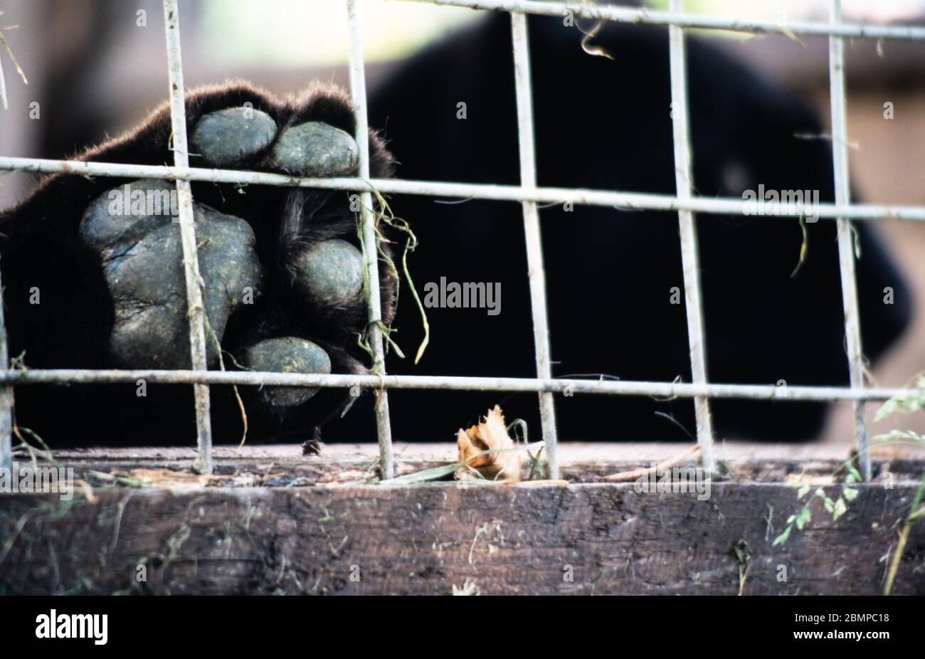 Black Panther / Jaguar / Leopard foot against its cage showing its pads ...