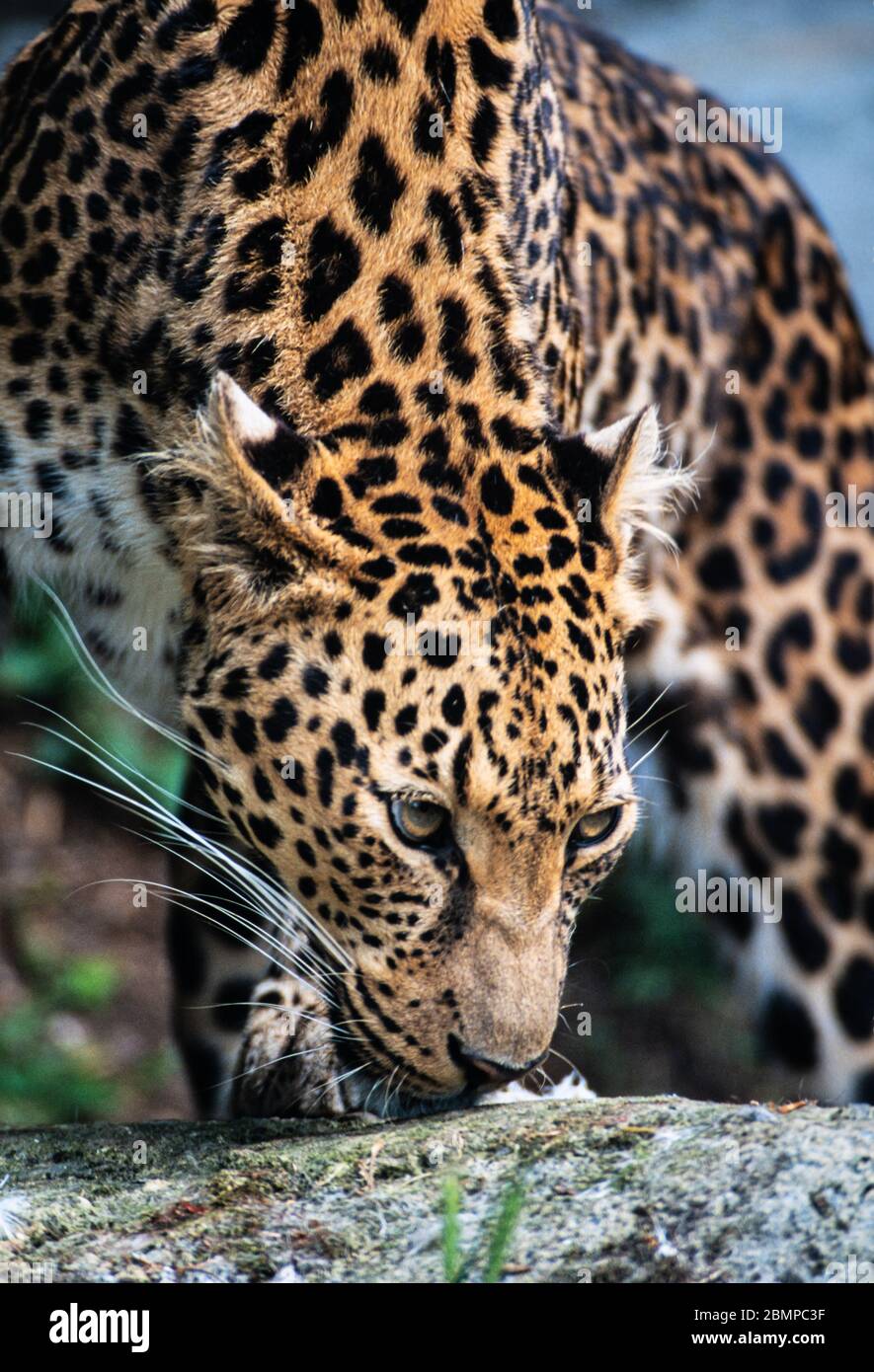 Leopard (Panthera pardus), head down, smelling the ground, hunting ...