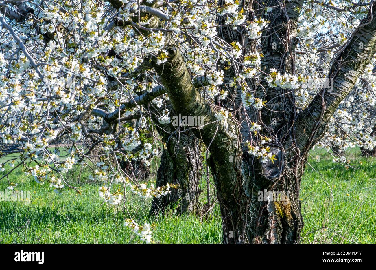 beautiful white apple blossoms cover these old apple trees in a pretty ...