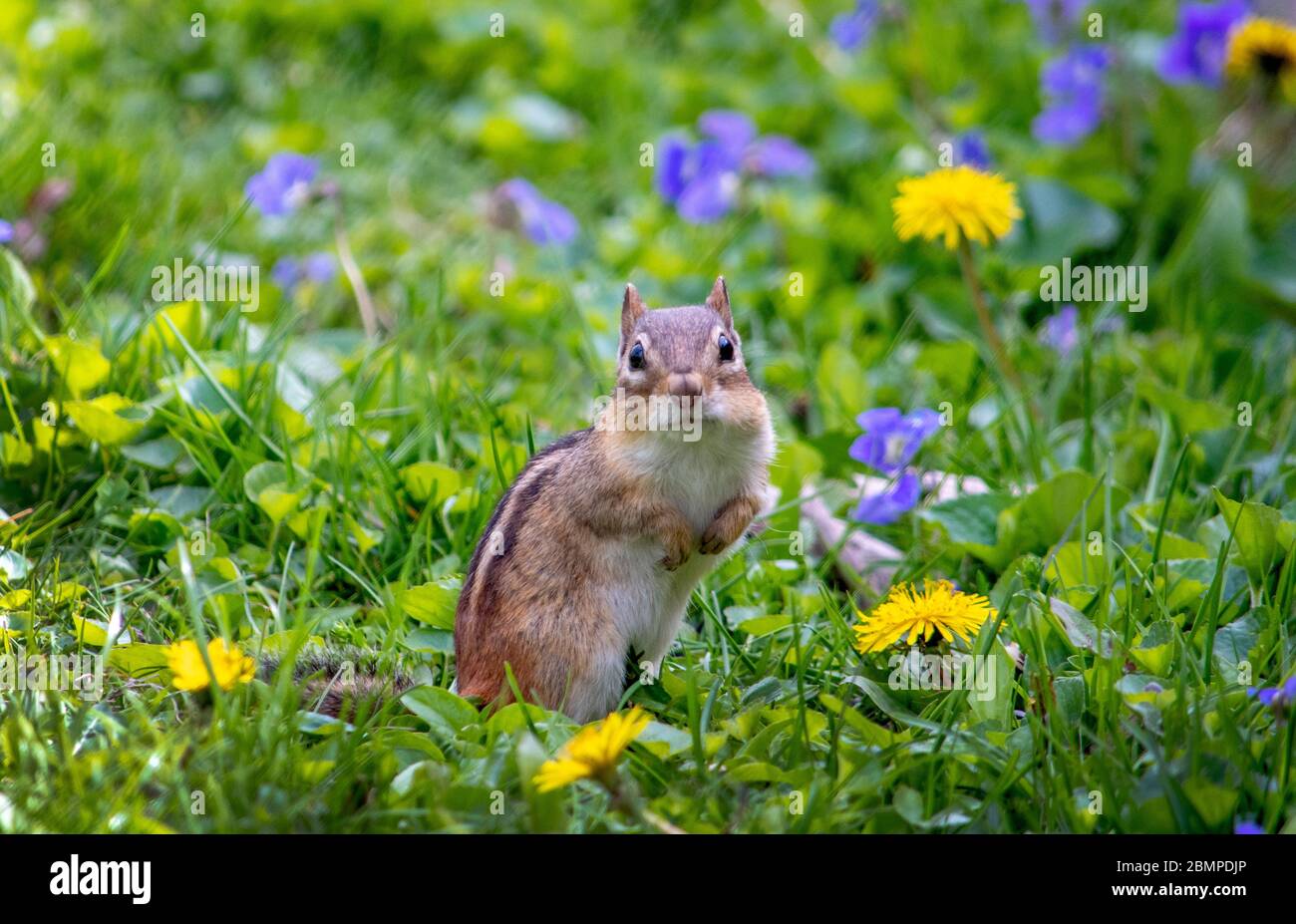 Small chipmunk in a colorful spring garden, looks into the camera with ...