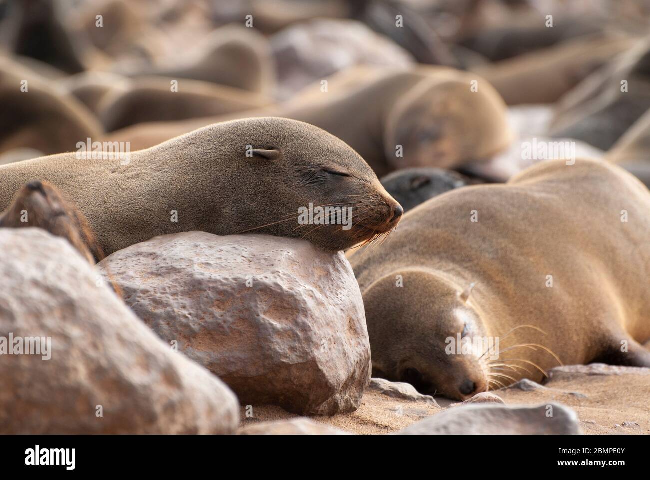 Brown Fur Seal or Cape Fur Seal (arctocephalus pusillus) at Cape Cross ...