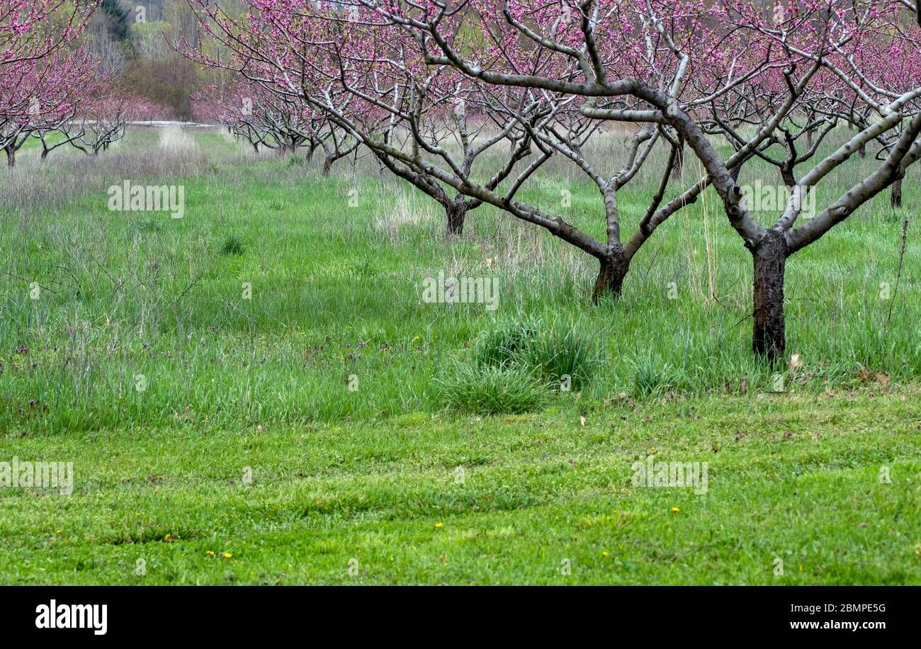 pink blossoms on flowering peach trees in a Michigan USA orchard Stock ...