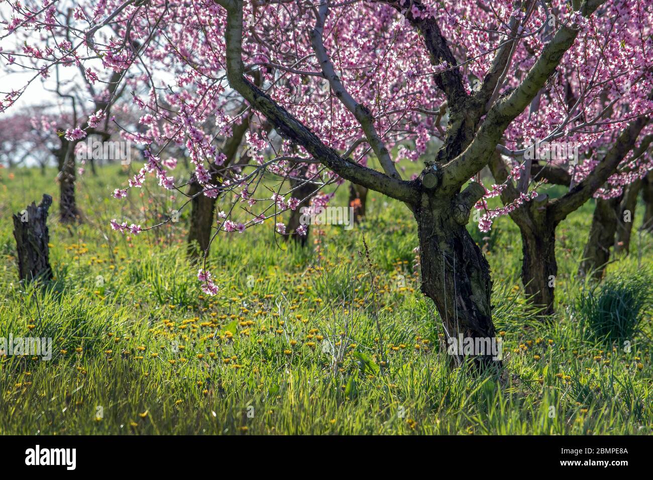 Flowering peach trees in spring glow with back light in this sunny ...