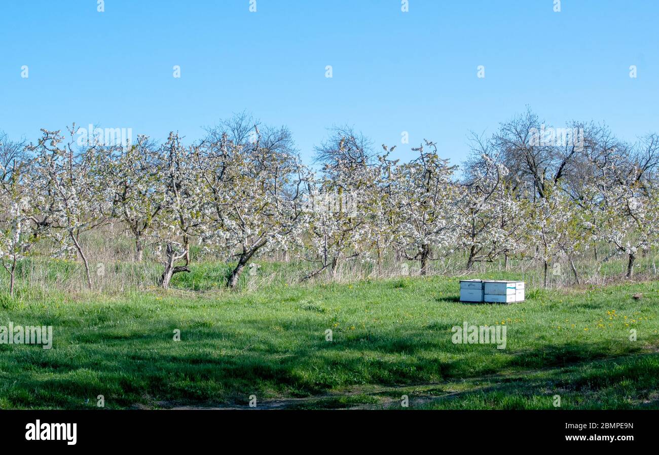 Bee hives in orchard hi-res stock photography and images - Alamy