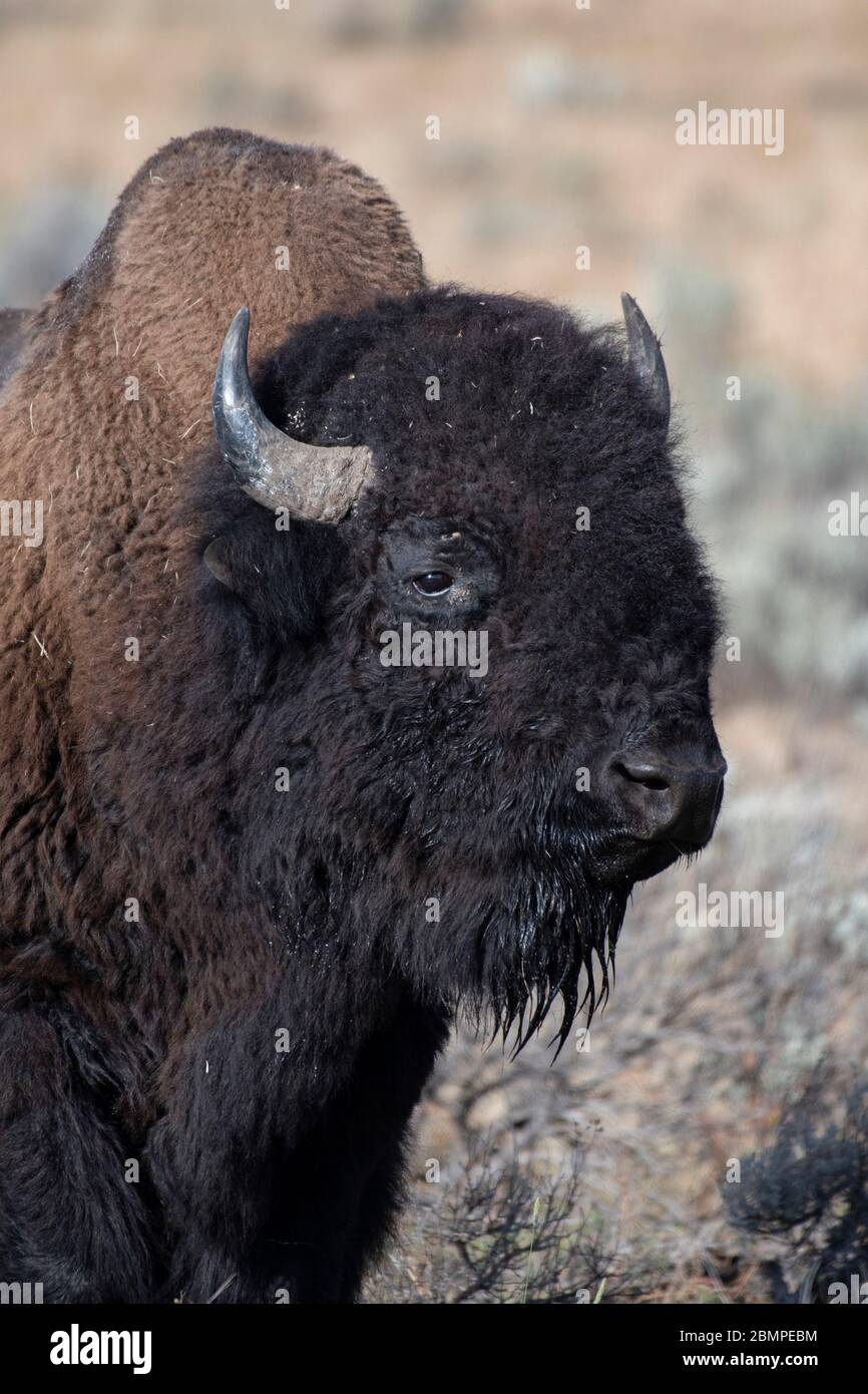 American Buffalo (Bison bison) in Yellowstone National Park Stock Photo ...