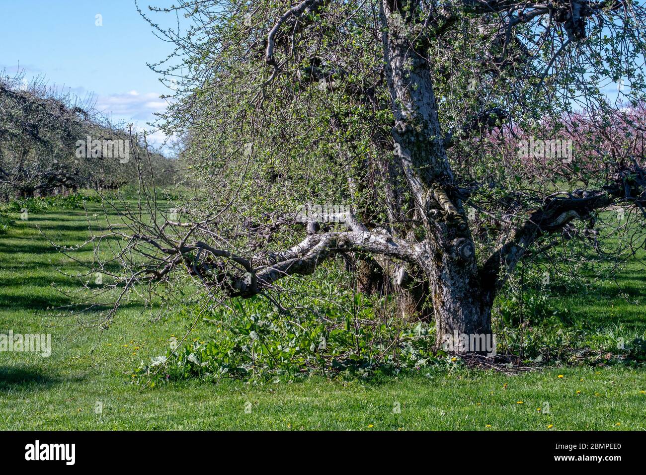 beautiful old apple trees in a fruit orchard have drooping thick ...