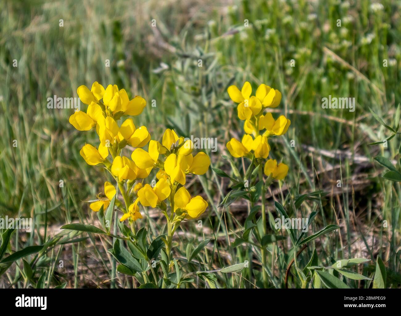 Greater Birds-foot Trefoil, Lotus pedunculatus yellow flowers in South ...