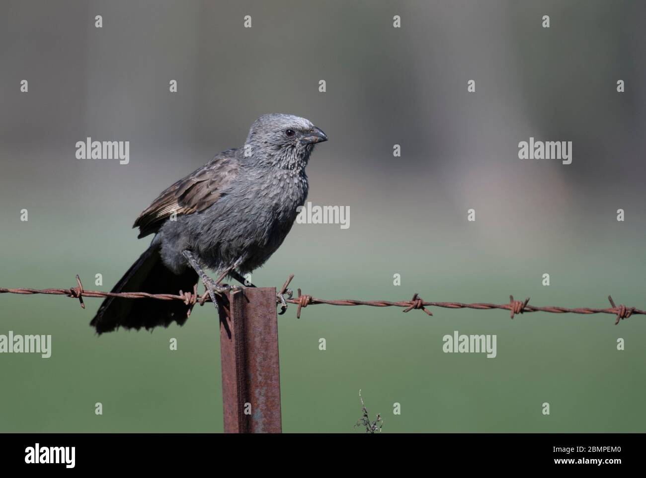Apostle birds hi-res stock photography and images - Alamy