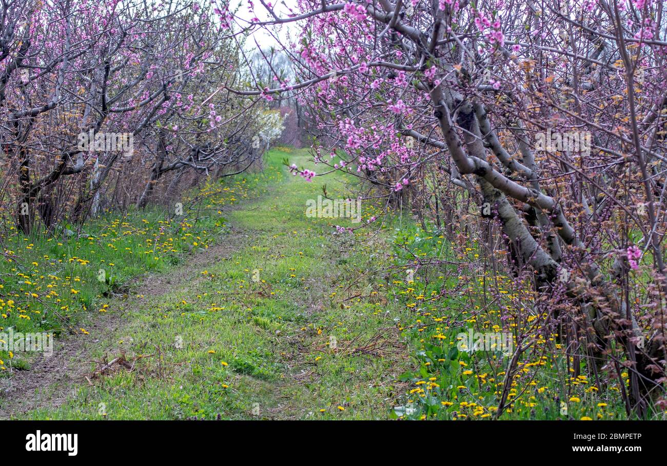 Pink cherry trees orchard hi-res stock photography and images - Alamy