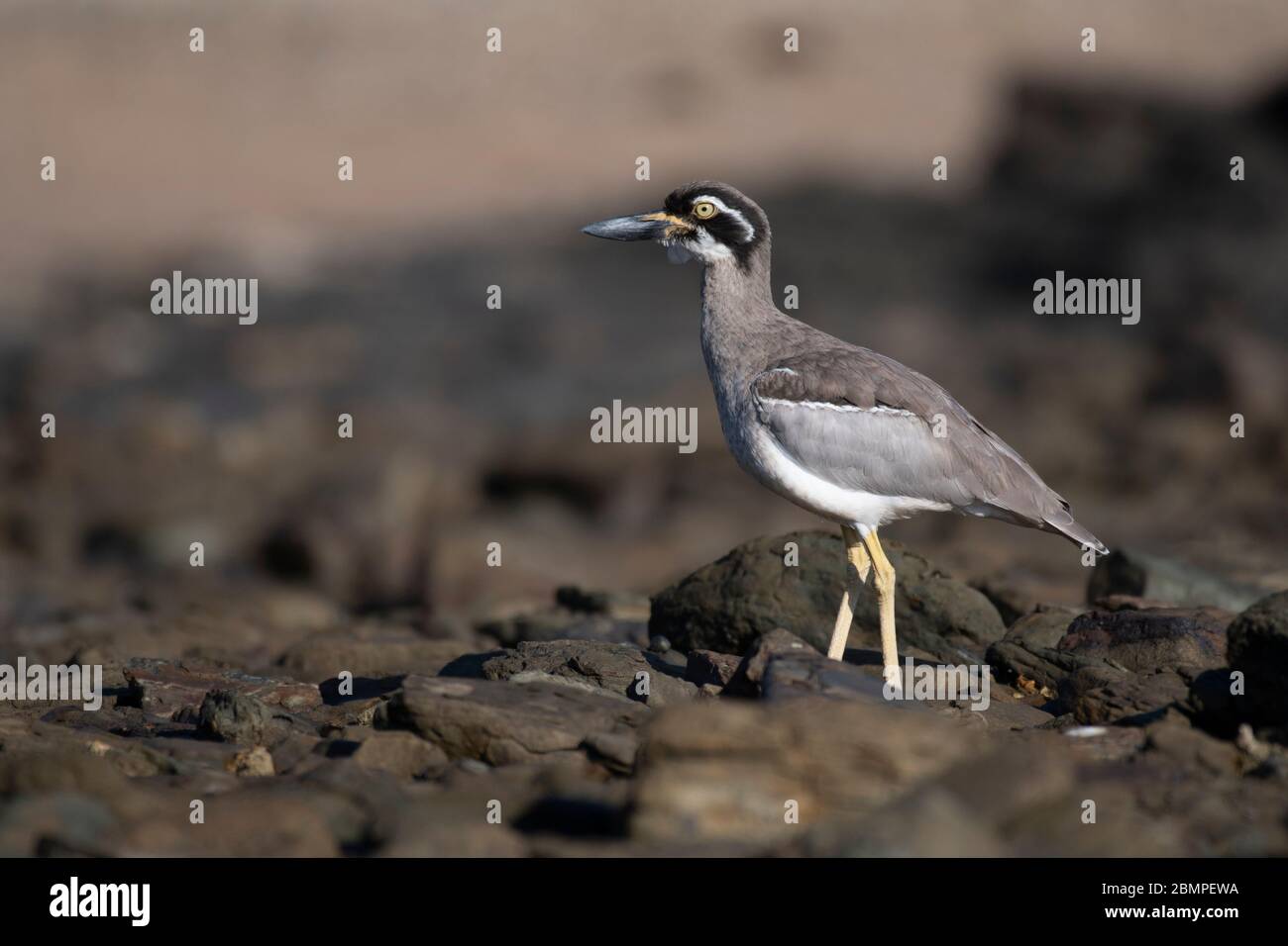 Beach Stone-curlew (Esacus magnirostris) on a rocky beach Stock Photo ...
