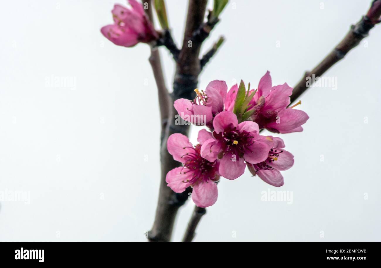 Spring peach trees hi-res stock photography and images - Alamy