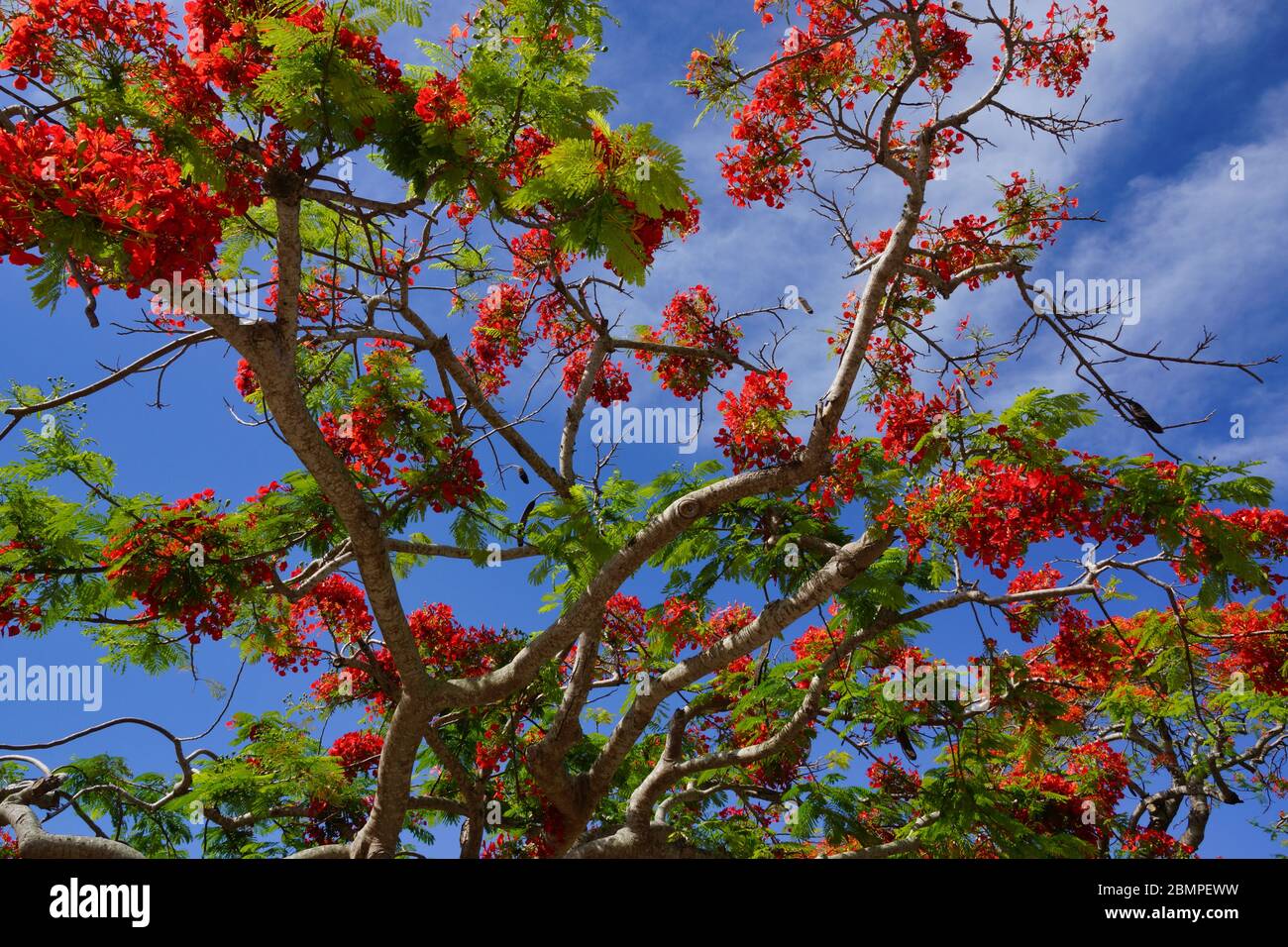 Flame tree royal poinciana flowering hi-res stock photography and ...