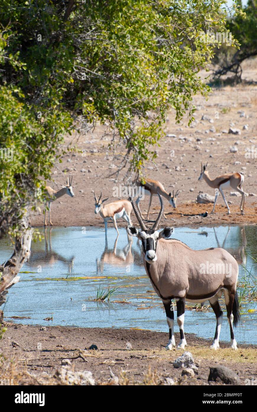African watering hole hi-res stock photography and images - Alamy