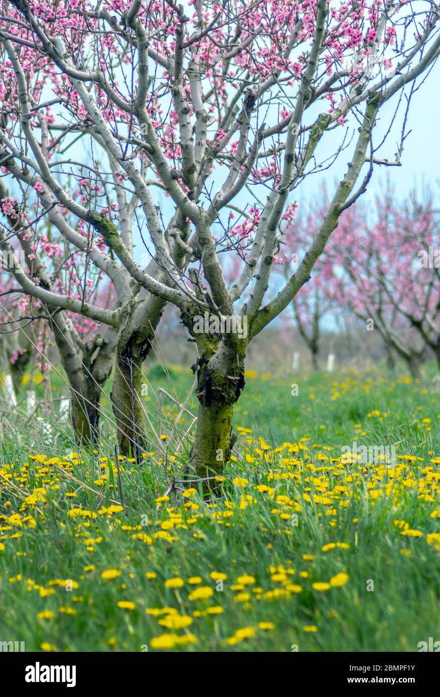 Pretty pink peach tree bloom in a springtime garden Stock Photo - Alamy
