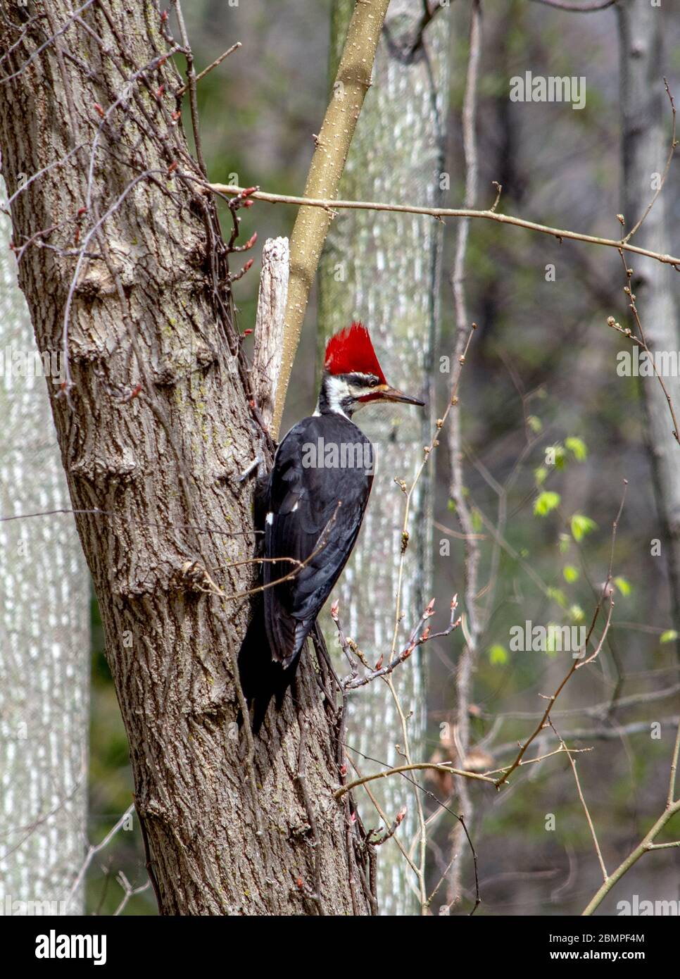Red headed pileated woodpecker poses on a tree trunk, looking around ...