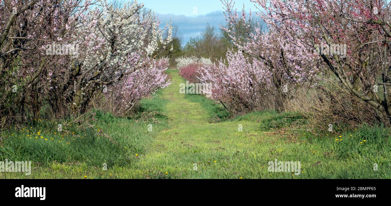 Cherry orchard usa hi-res stock photography and images - Alamy