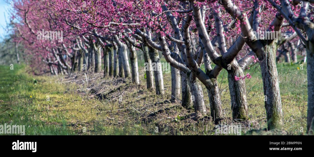 Pink covered fruit trees are in full bloom in this Michigan USA fruit ...