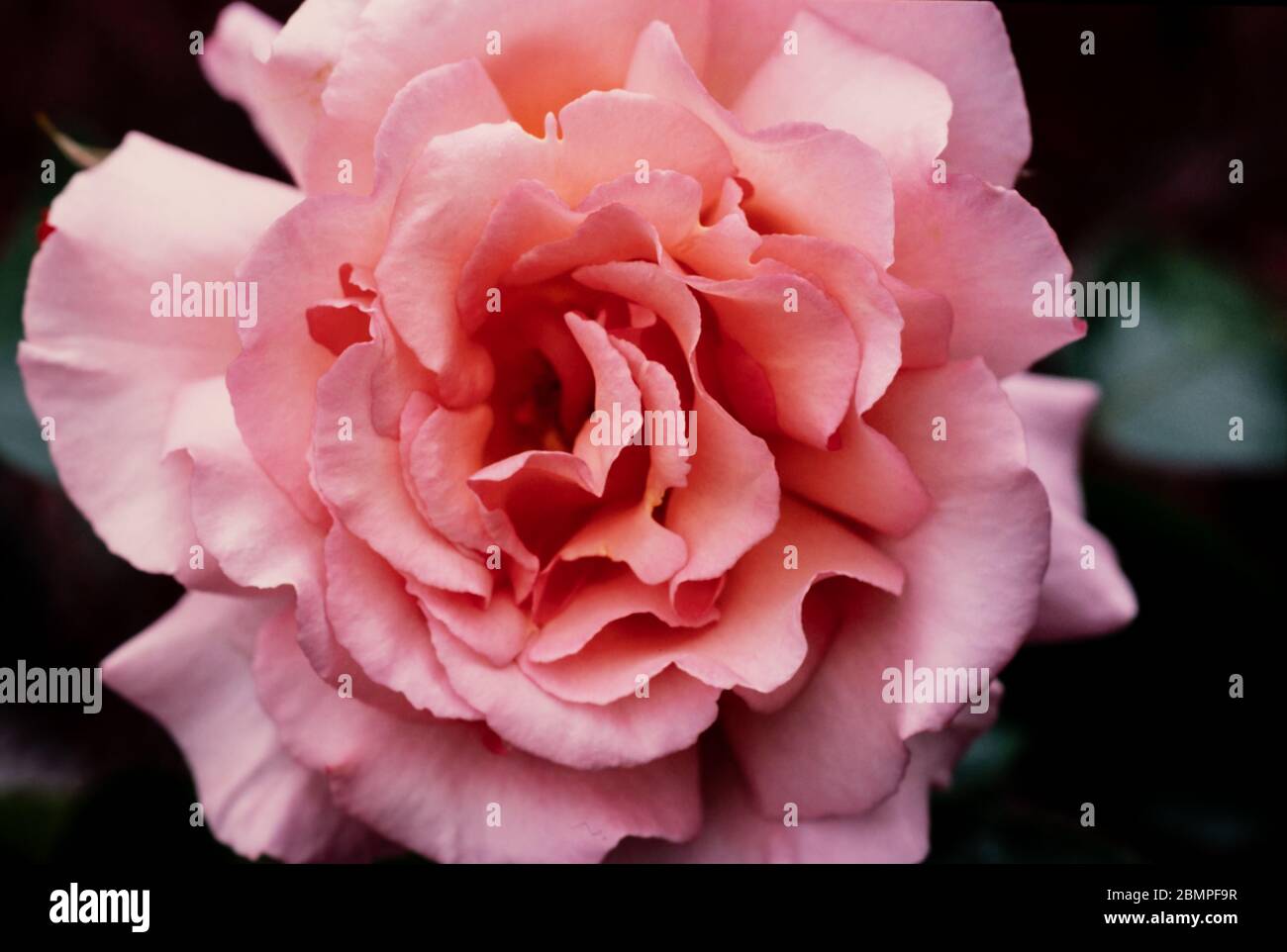 Pink rose, fully open in bloom Stock Photo - Alamy