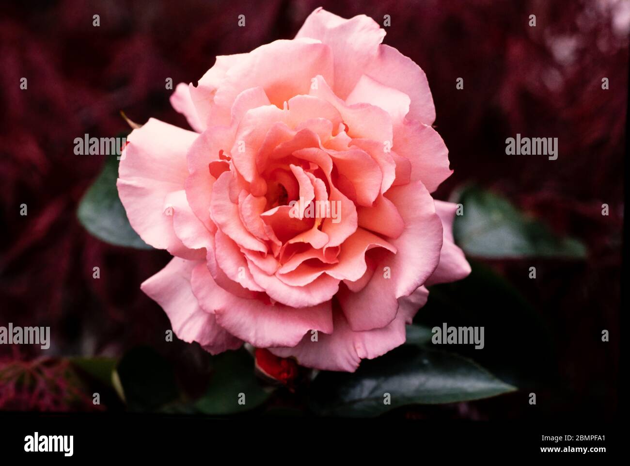 Pink rose, fully open in bloom Stock Photo - Alamy