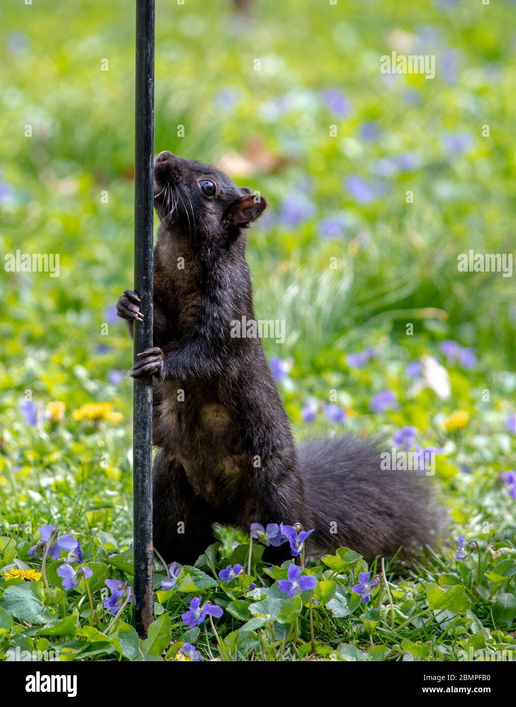A big momma squirrel tries to climb a feeder pole for bird food snacks ...