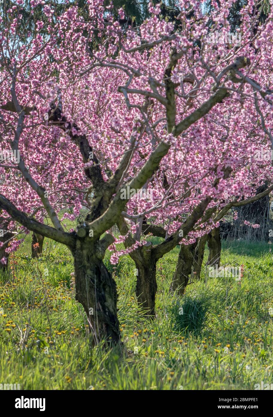 Pink cherry trees orchard hi-res stock photography and images - Alamy