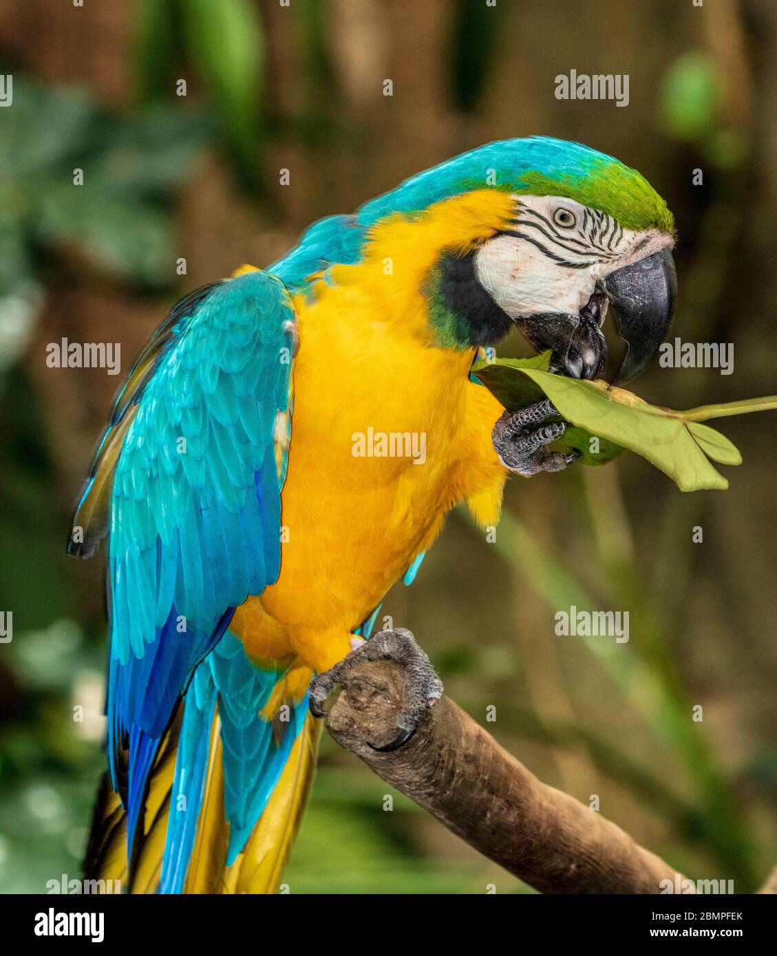 Blue-and-Gold-Macaw in rainforest pyramid in Moody Gardens in Galveston ...
