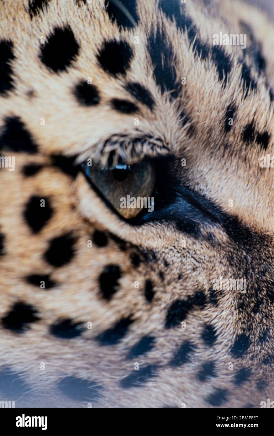 Leopard (Panthera pardus) close-up of eye Stock Photo - Alamy