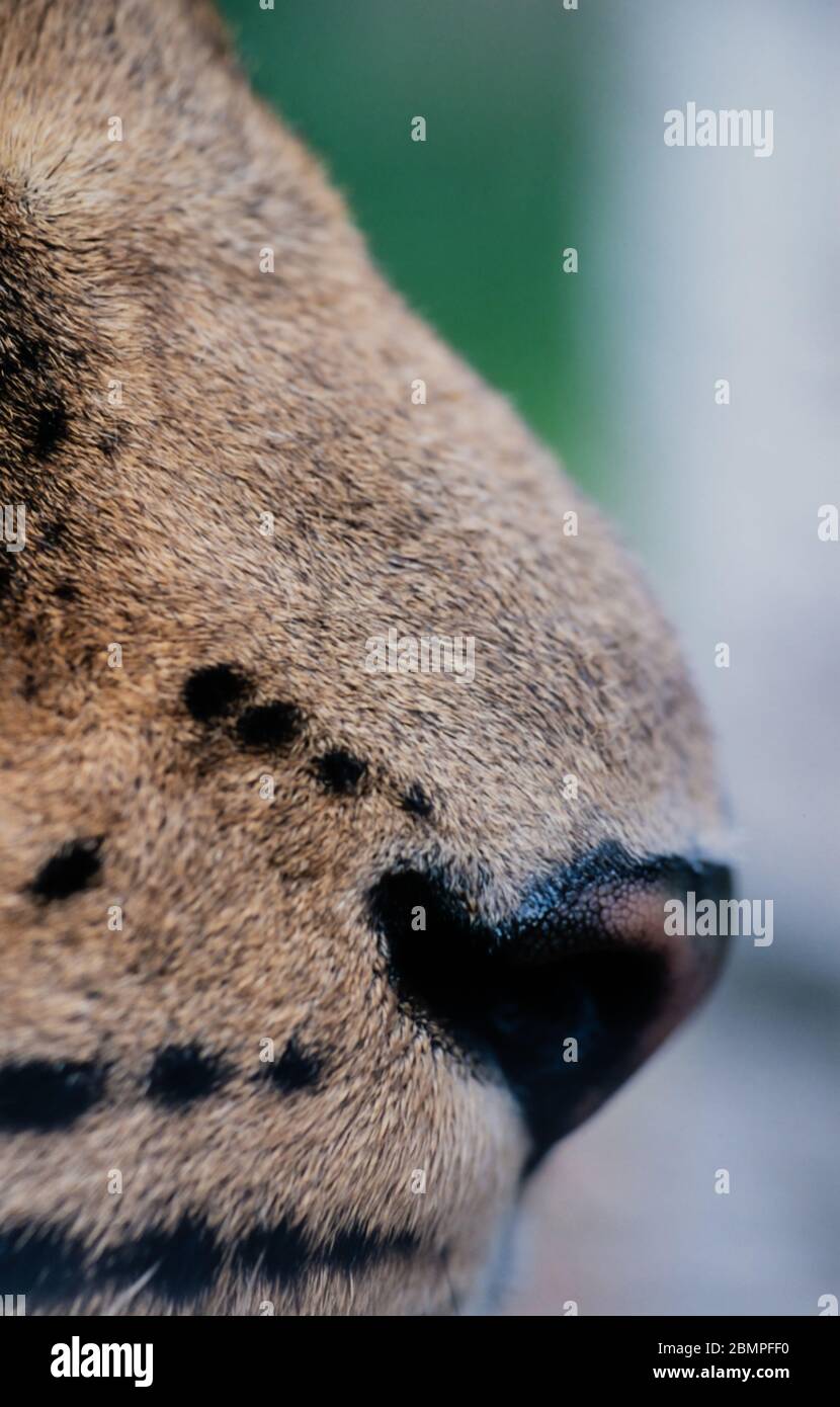 Leopard (Panthera pardus), close-up of nose Stock Photo - Alamy