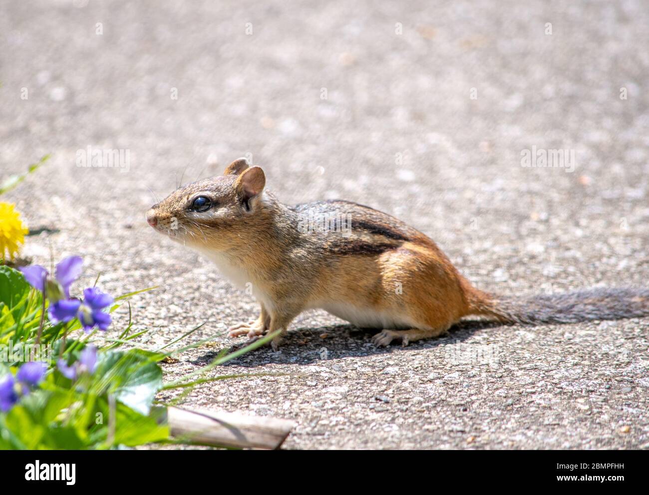 Tiny chipmunk pauses at the edge of the lawn , ready to scurry away at ...