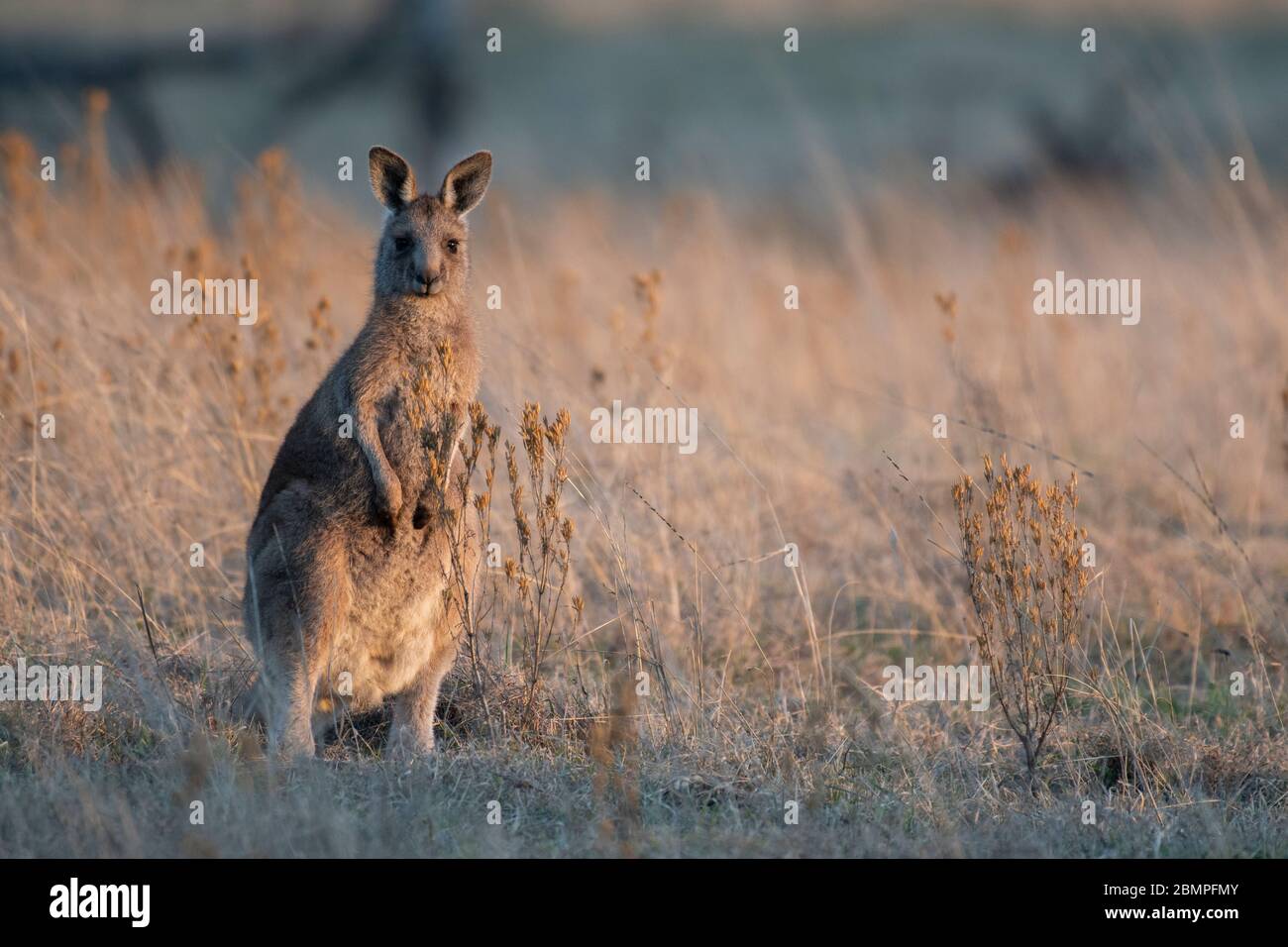 Eastern Grey Kangaroo (Macropus giganteus) in grassland Stock Photo - Alamy
