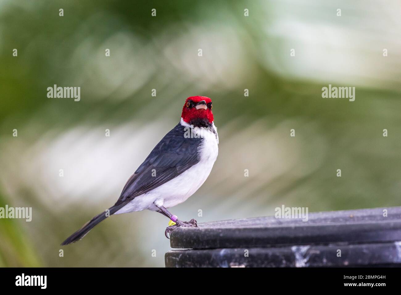 Red-capped Cardinal (South American bird) in rainforest pyramid in ...
